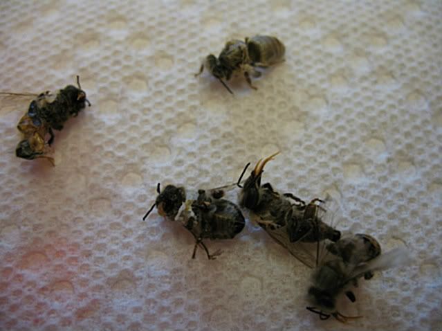 Loosing another hive. Wax moth larvae found, also one small hive beetle. | Beesource Beekeeping ...